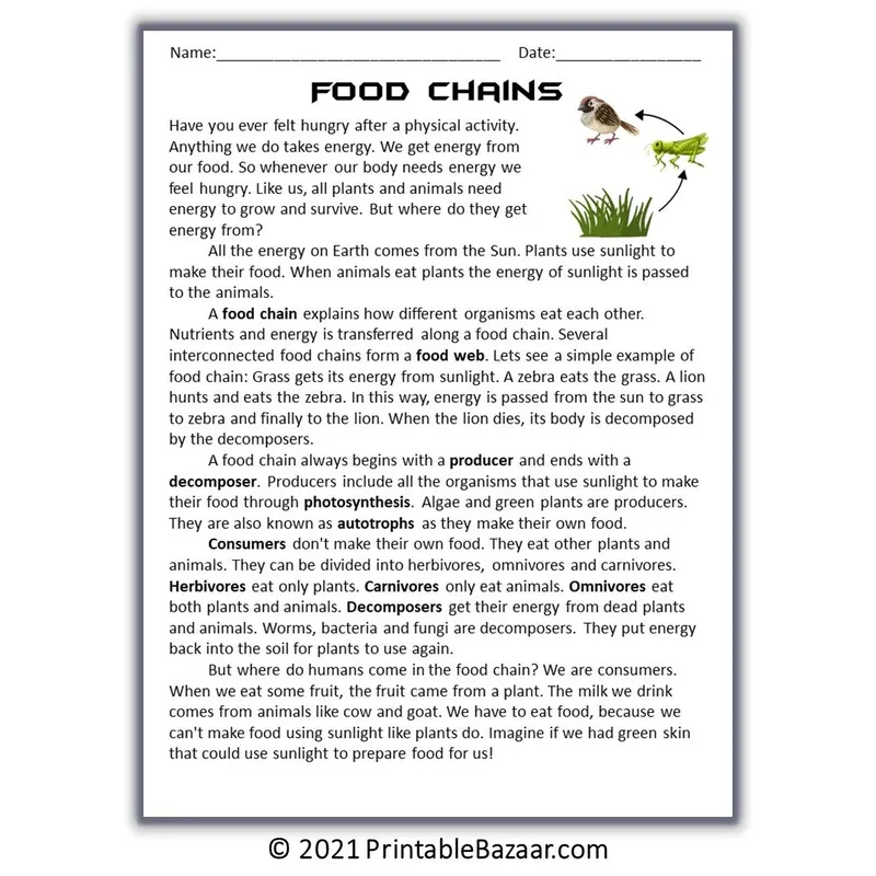 Food Chains Reading Comprehension Passage and Questions — Free ...