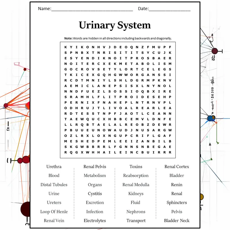 Urinary System Word Search Puzzle Worksheet Activity PDF — Free ...